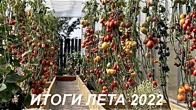 Что выросло из сохранившейся рассады. Прогуляемся по огороду.