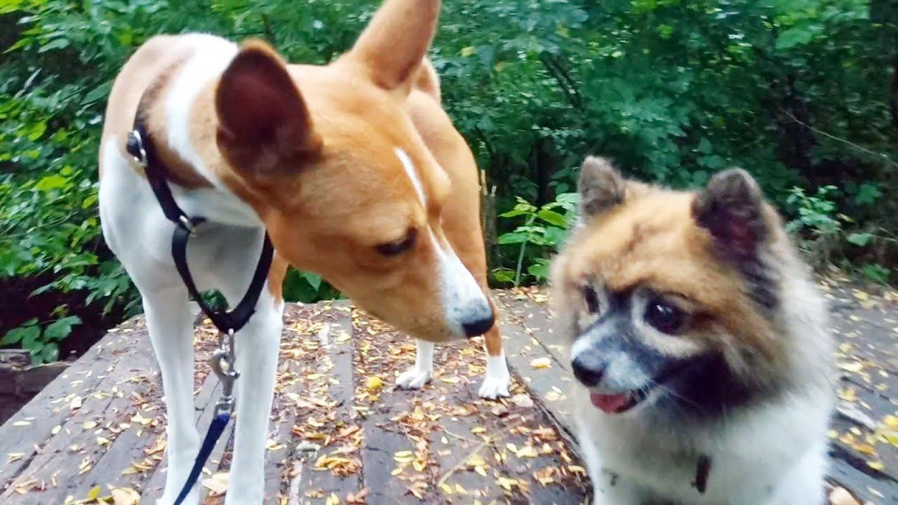 Живительная свежесть. Лео, Джоли и грибной дождик...