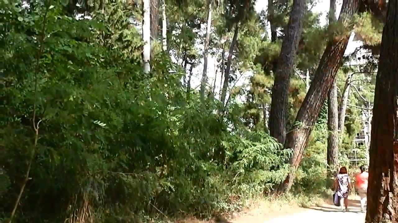 Курорт Пицунда | Природа Абхазии