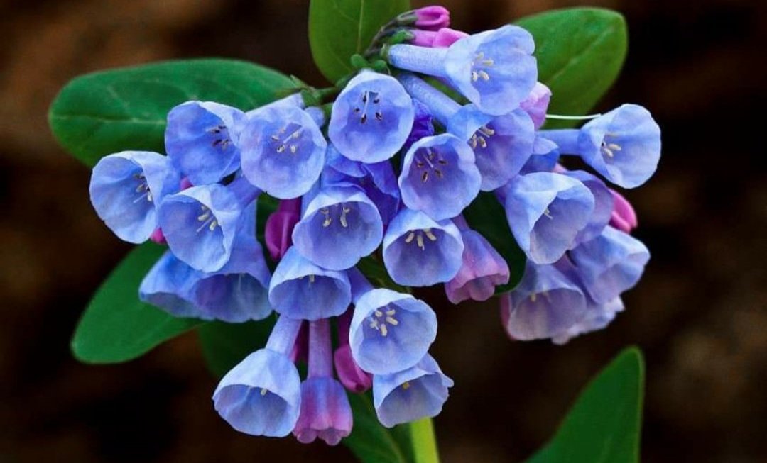 «Мертензия-голубые колокольчики» РЕЛАКС ТЕРАПИЯ ИМПРОВИЗАЦИЯ композитор Виктор Анохин #piano #цветы