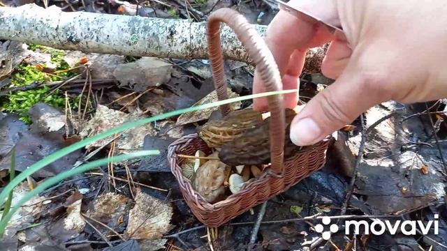 ❗На разведку за сморчками 🍄 20.04.2024 г. Курская область❗