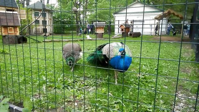 Павлин - Елагин Остров Санкт Петербург