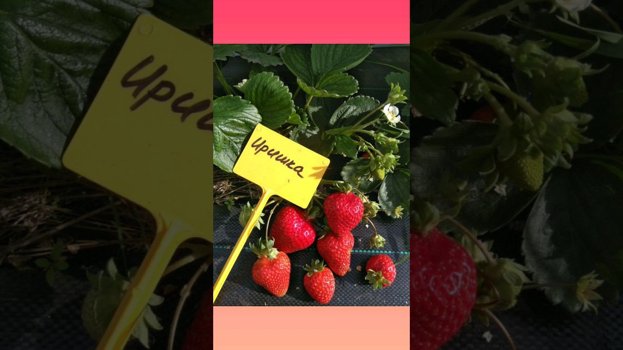 Урок 8. НСД клубника (садовая земляника).