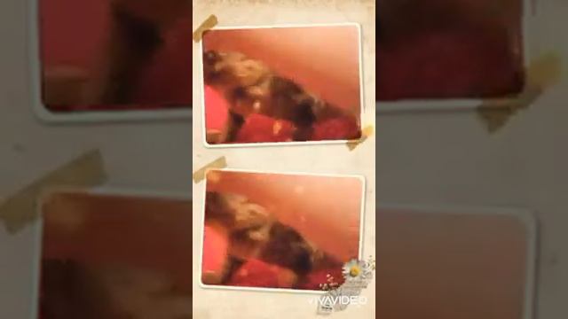 Кошачьи нежности//Ласковая Мася