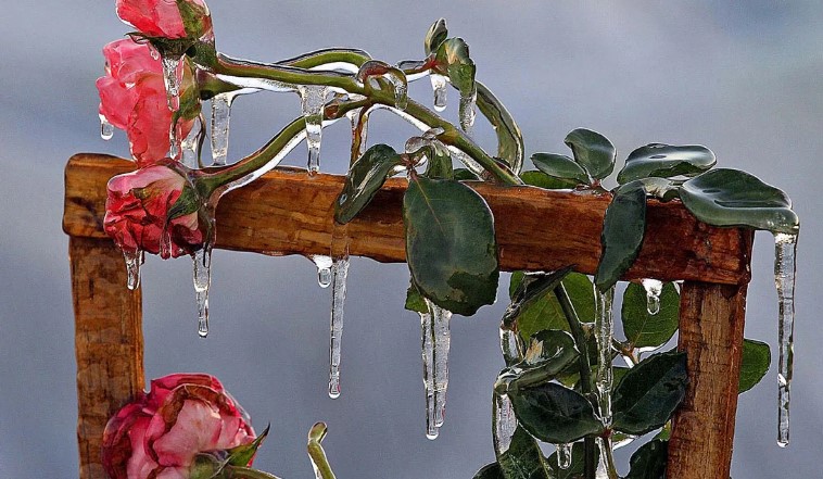 Завидую я.  Автор Евгений Евтушенко. Стихи.