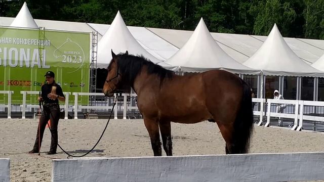 7 игр Пата Парелли