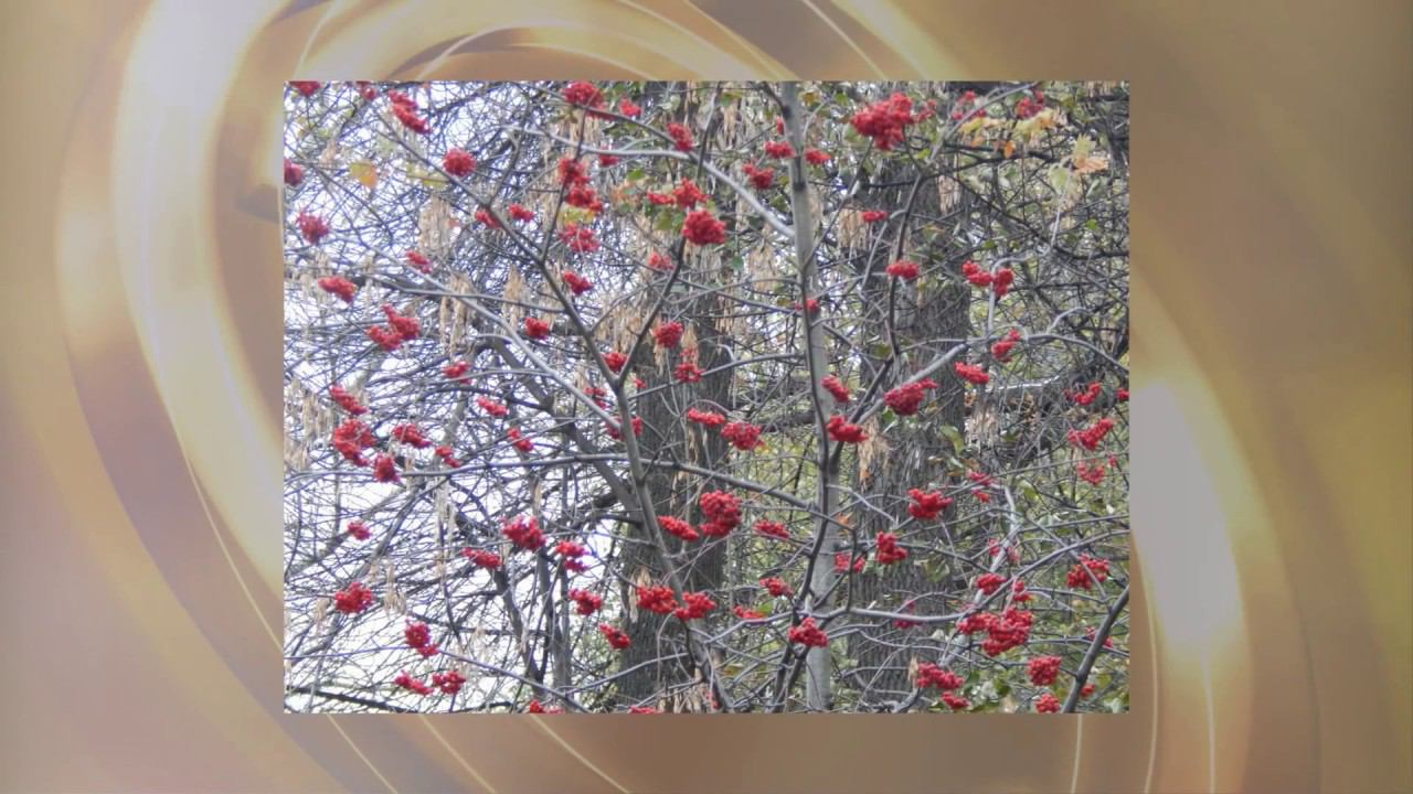 Проект  для ПроШоу Продюсер"Осенняя нежность"