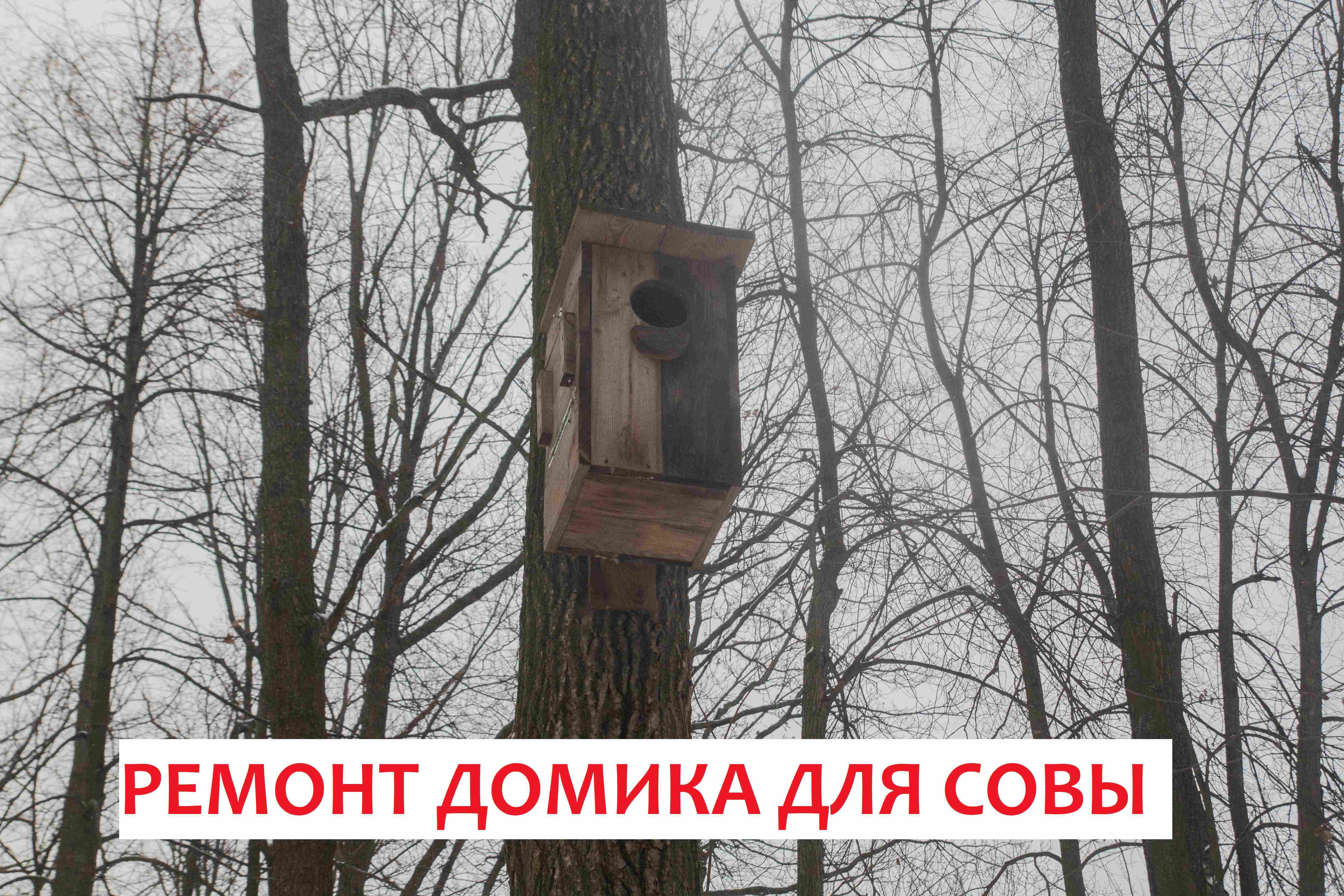 Ремонт совятника для серой неясыти | Домик для краснокнижной совы