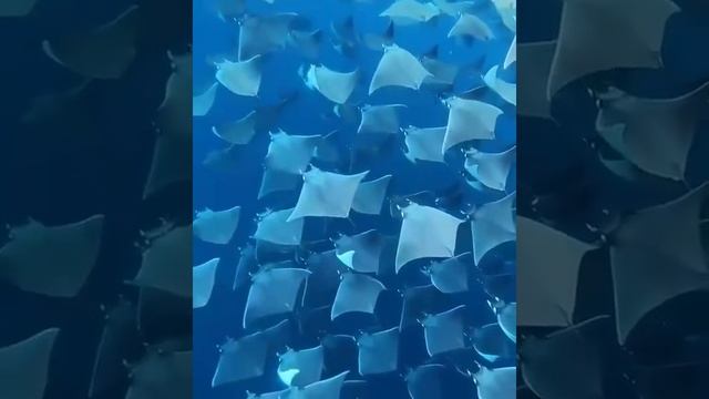 Морские Скаты Плавают По Океану Свободное Плавания Путишествие По Океану Путишествие По Планете
