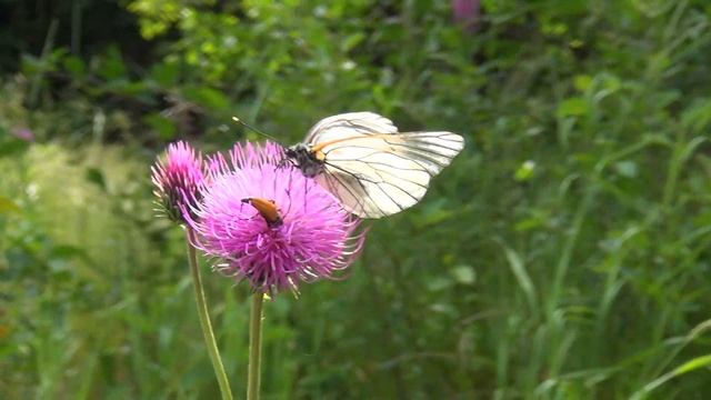 Домбай, река Теберда, Красоты природы