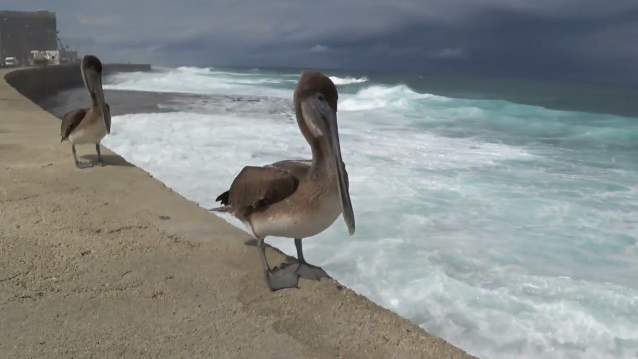 Куба. Пеликаны в центре Гаваны пережидают шторм на набережной Малекон #shorts