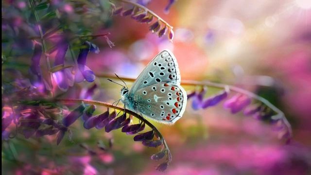 8 минут, чтобы успокоиться и восстановить баланс внутри себя. __ЖИВЫЕ МЕДИТАЦИИ_.