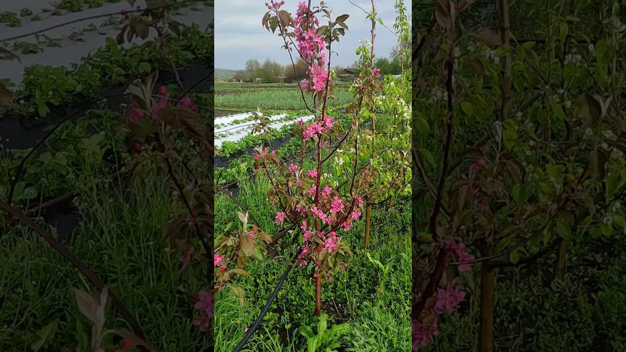 Яблони на 29.04.23. Подвой м9.