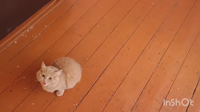 КОТ по Кличке МУРЗИК (22) Мерзнет на Улице Зимой в Городе ПЕНЗА 16 февраля 2023