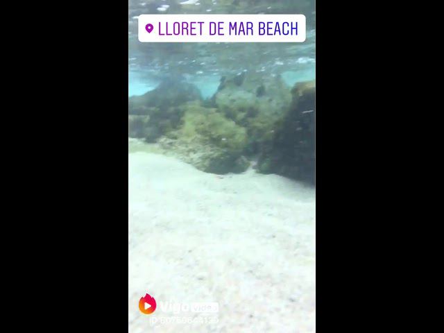 Подводный мир моря