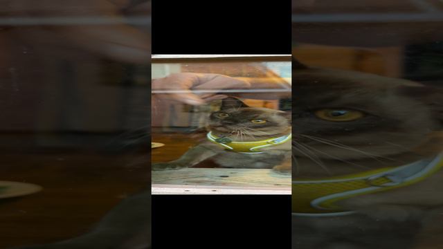 Кус жрет мухс 26-08-2024