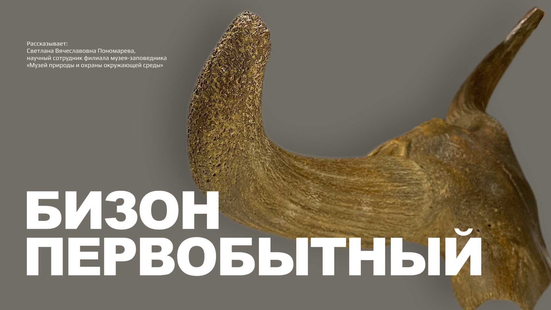 Первобытный бизон