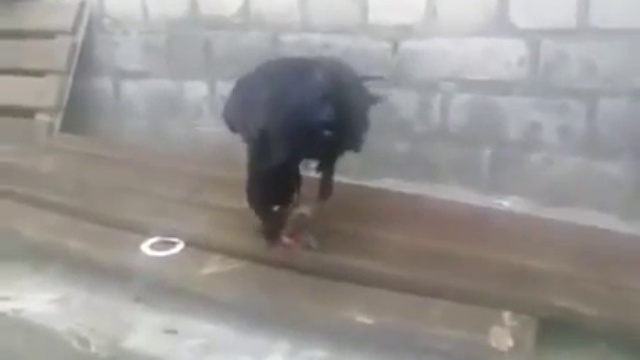 Ворона бухает с мужиком