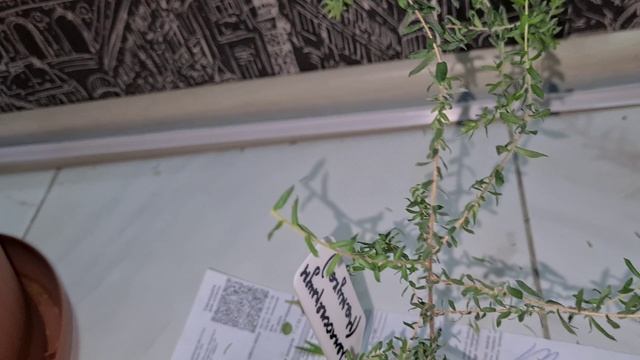 Лептоспермум ланигерум (манука). Обрезка нового цветка