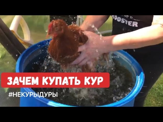 Как отучить курицу от гнезда. Лучший способ.