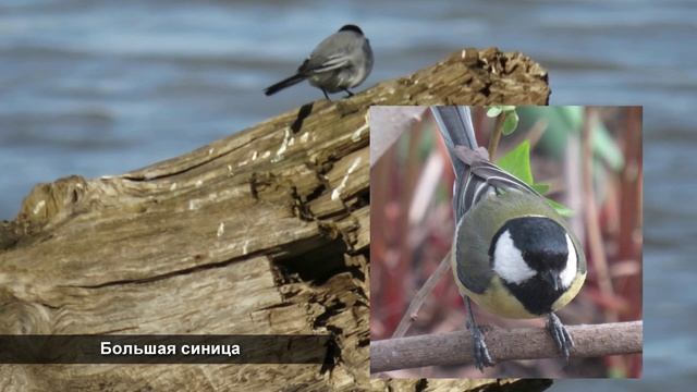 Почему трясогузку так назвали - белая трясогузка, ледоломка, Motacilla alba