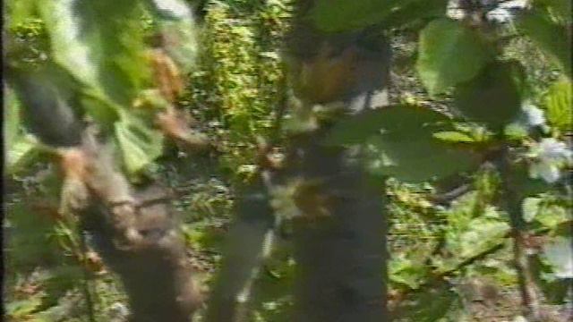 дача весной