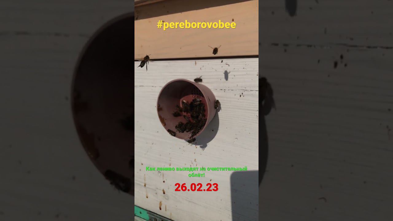 #pereborovobee Как лениво #пчелы выходят на очистительный облёт. #пчеловоды #пчеловодство #мёд #улей