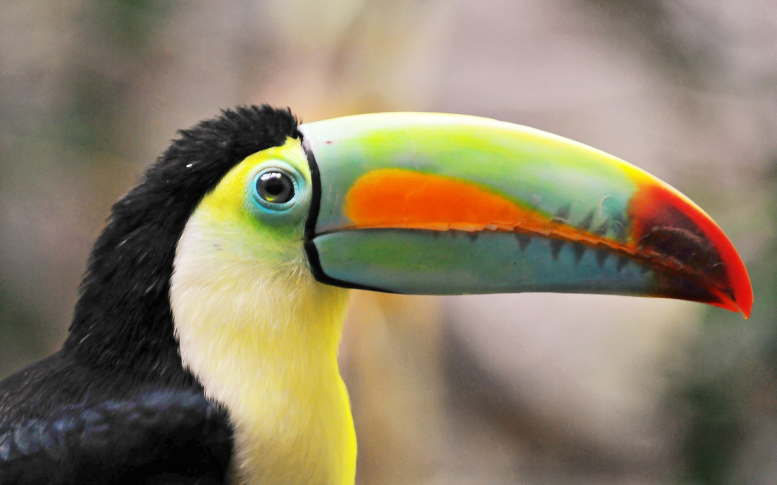 Радужный тукан ИМПРОВИЗАЦИЯ композитор Виктор Анохин #viktorjazz #instrumentalmusic #reggae #музыка