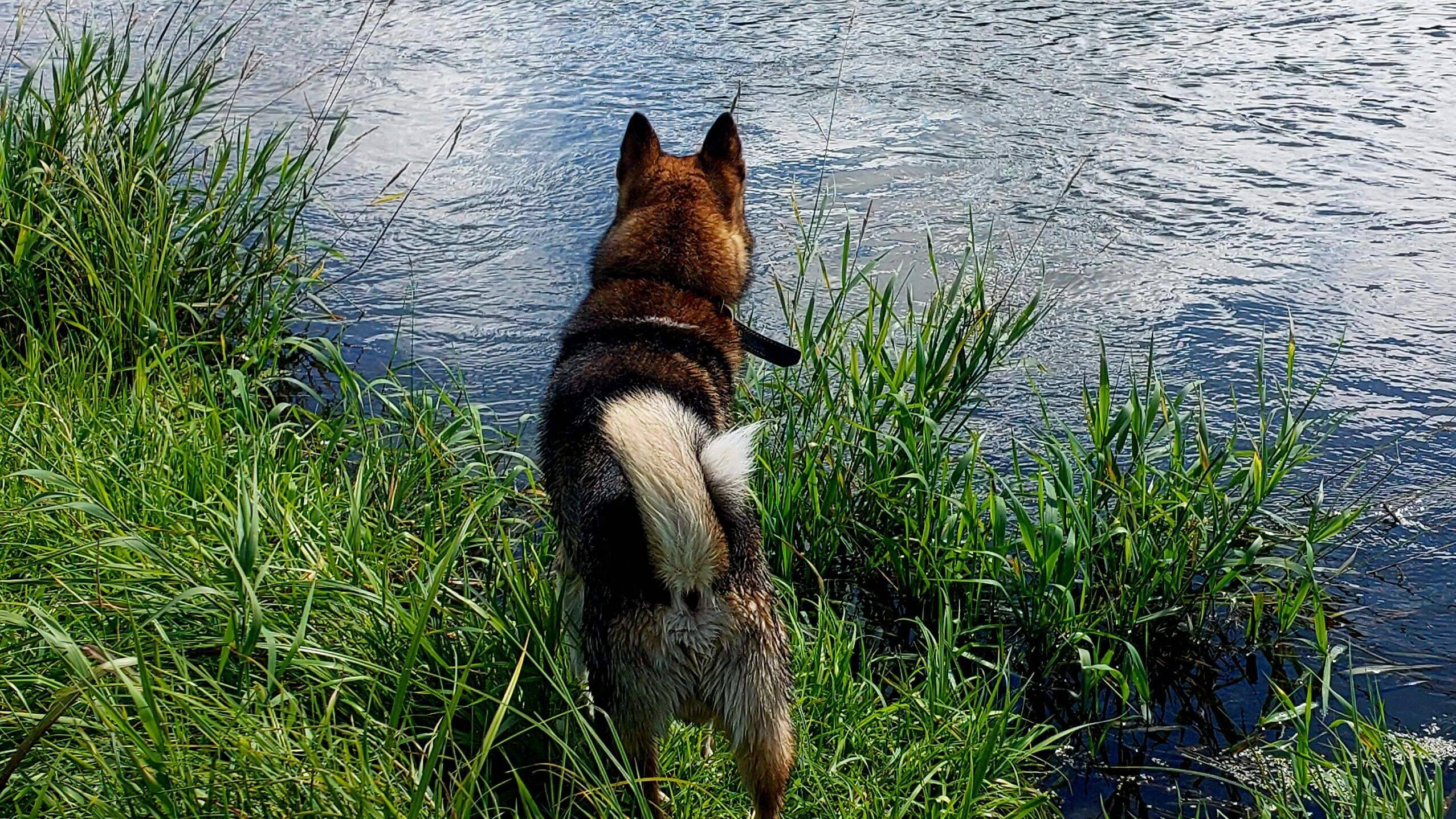 Открытие охоты по утке