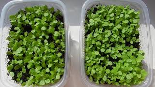 Посев семян табака под солнцем