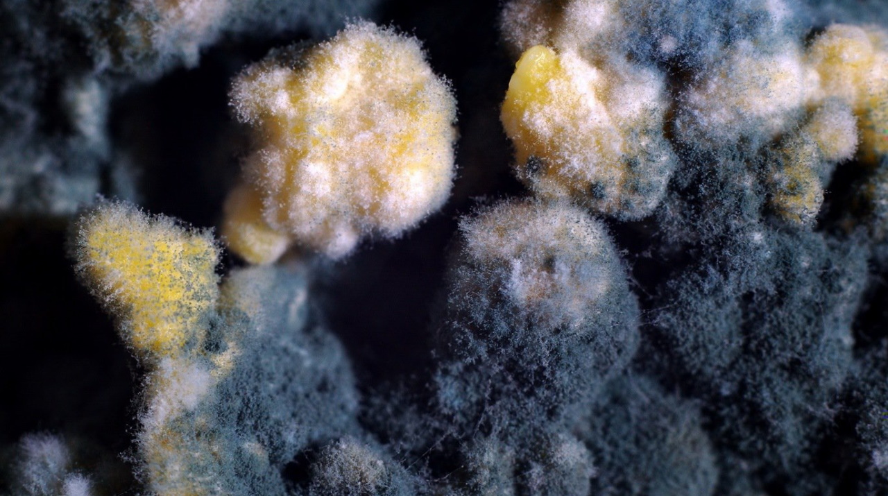 НЕ КОРМИТЕ ГРИБКОВ У СЕБЯ В ОРГАНИЗМЕ лечение грибка