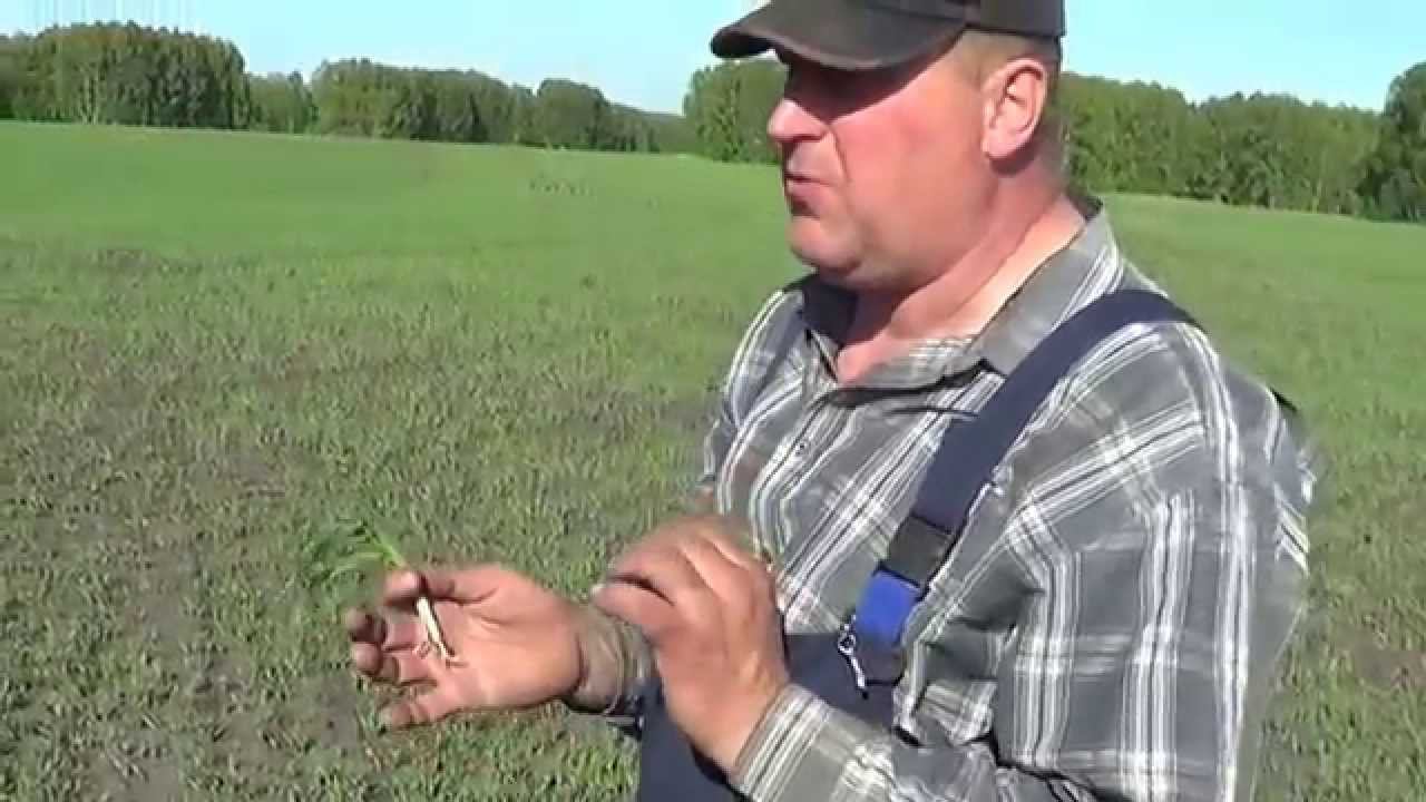 Отзывы по работе бороны дисковой БДМ 8х4 ПСКСР производства ООО "БДТ-АГРО" с трактором Кировец К701