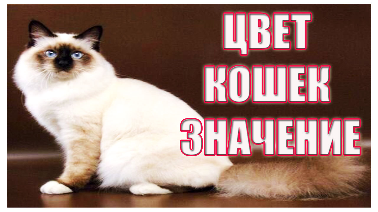 Кошки. Почему кошки разного цвета. Цвета кошек на удачу в доме..