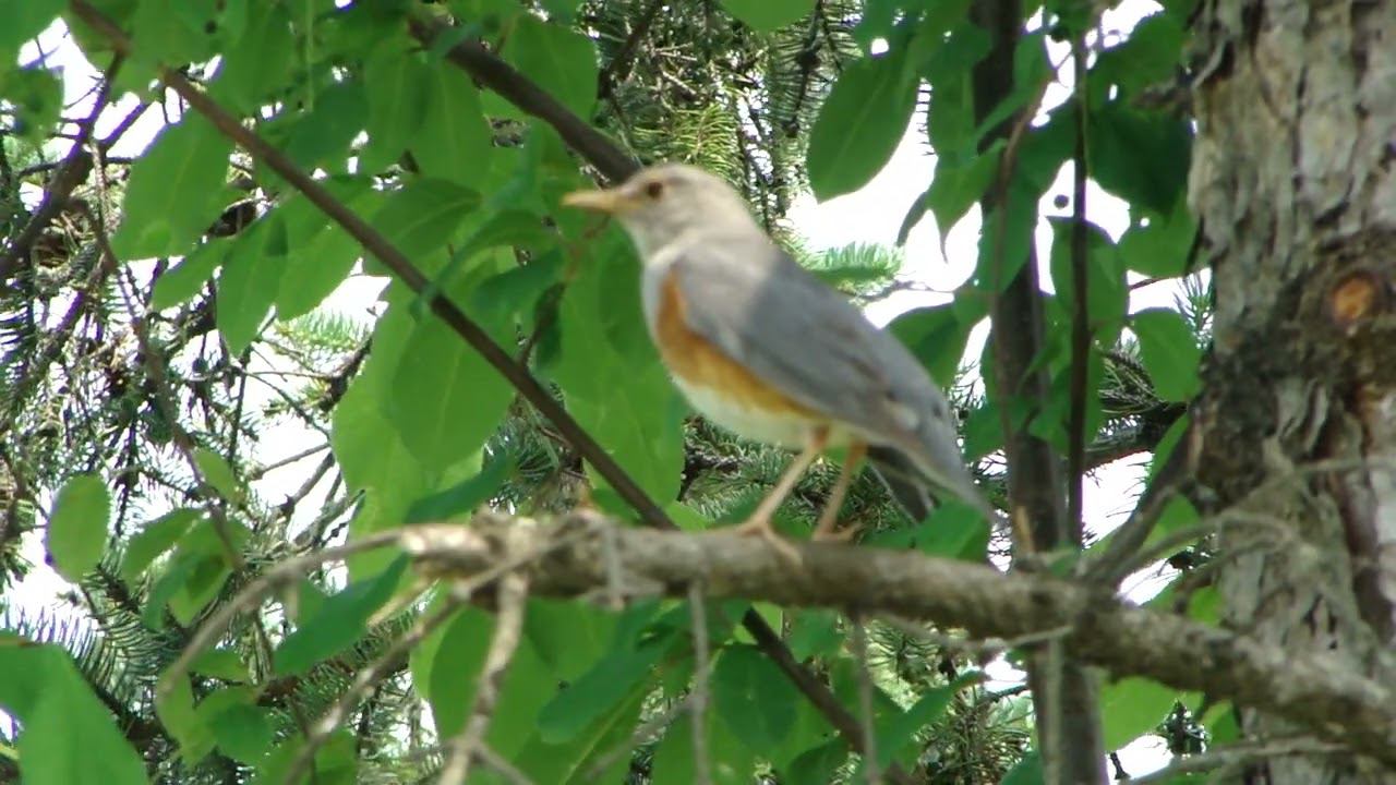 Самка сизого дрозда зовёт птенцов в первый полёт