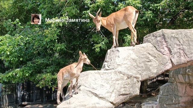 В Московском зоопарке в июле 2024 года.