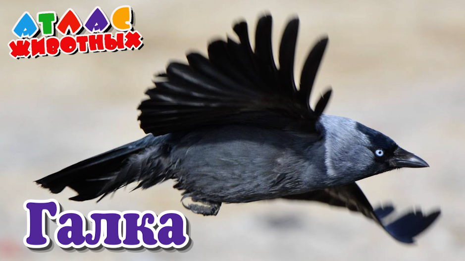 Галка Атлас Животных