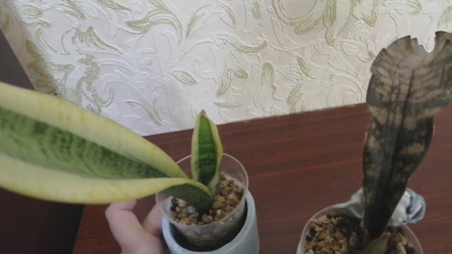 Контраст! Сансевиерии Футура Суперба(?) и Кирки Каньон Гранит