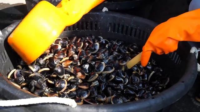 Лапша ?с ракушками? такого вы не пробавали ? пробывали!_уличная_еда