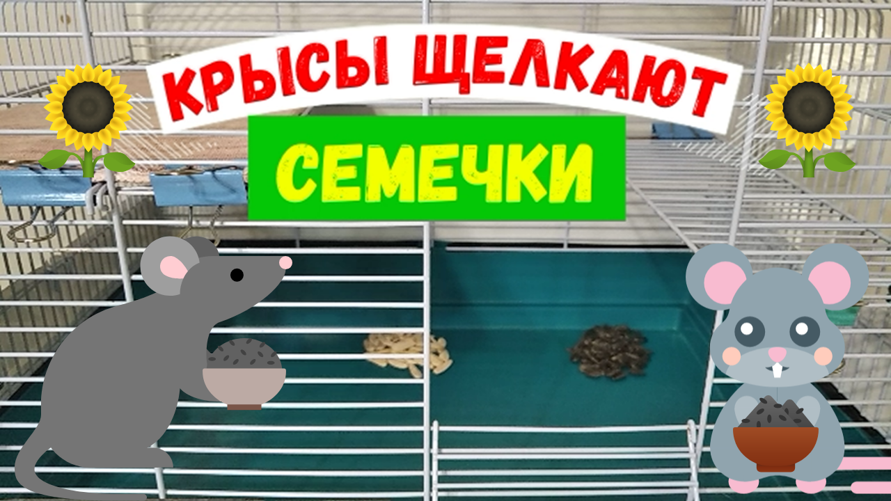 КРЫСЫ ЩЕЛКАЮТ СЕМЕЧКИ