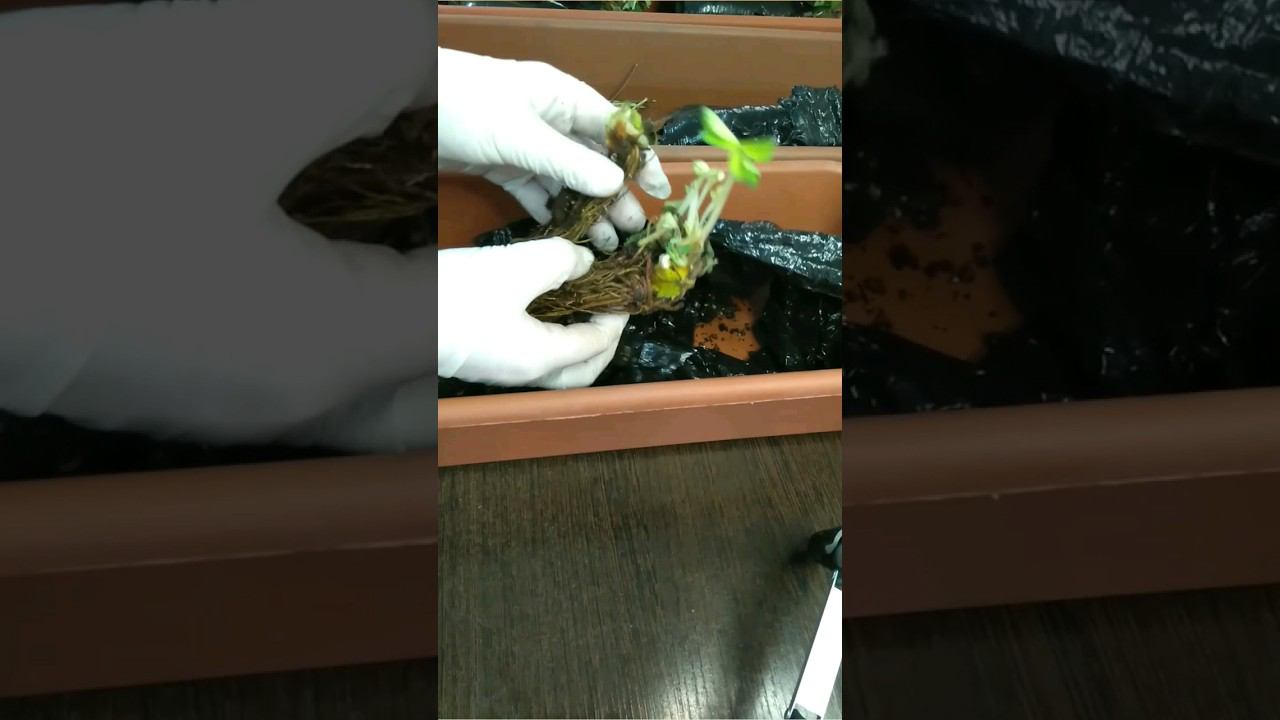 Урок 29. Хранение рассады фриго до высадки в грунт.