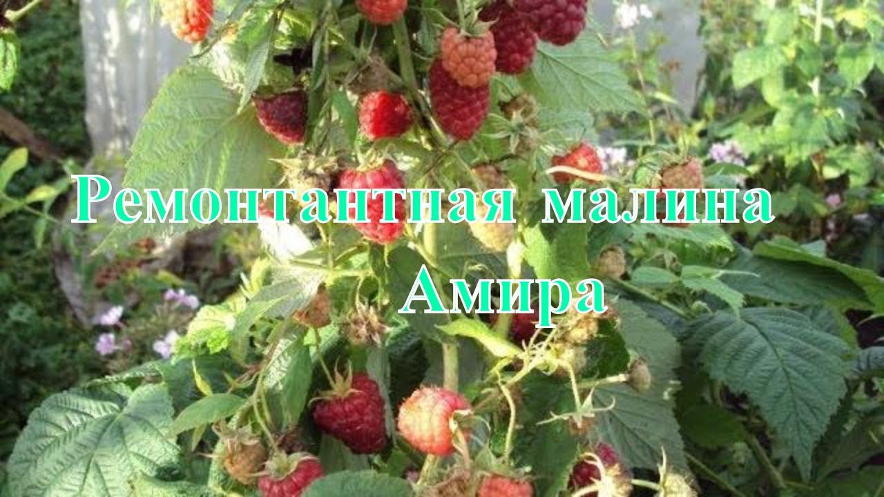 Ремонтантная малина Амира
