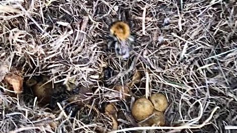 Жизнь в деревне! Сено сгребала... Из цикла « Осенние зарисовки»_