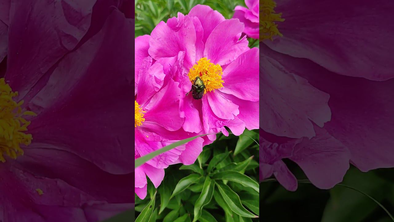 Мои красивые пионы очень нравятся жукам! #флешмоб_моментырадости