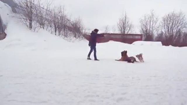 Пастьба - вариант без овец