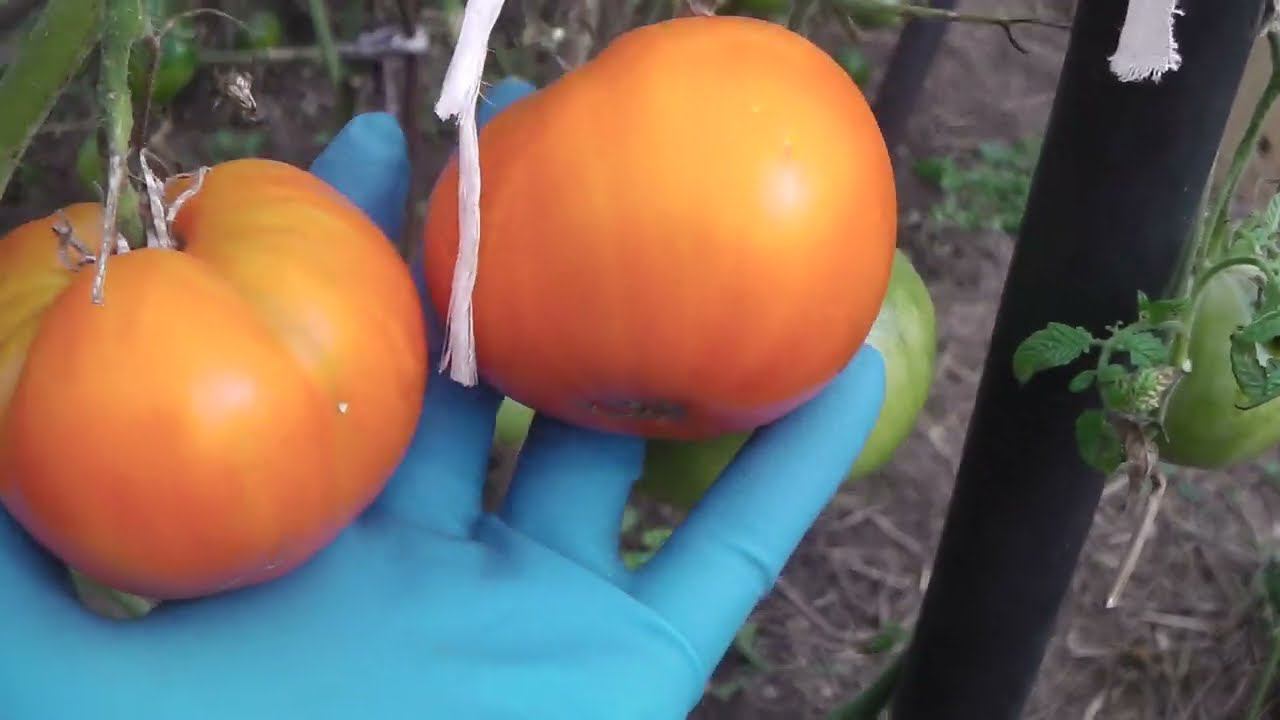 ОТ ВКУСА И УРОЖАЙНОСТИ  ЭТОГО ТОМАТА  МОЖНО ПОТЕРЯТЬ ГОЛОВУ