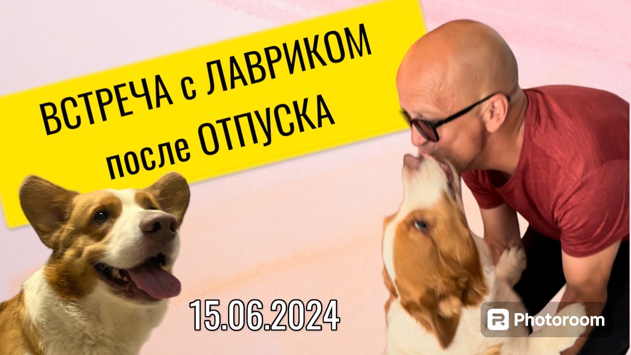 Встреча с Лавриком после отпуска. 15.06.2024 #корги