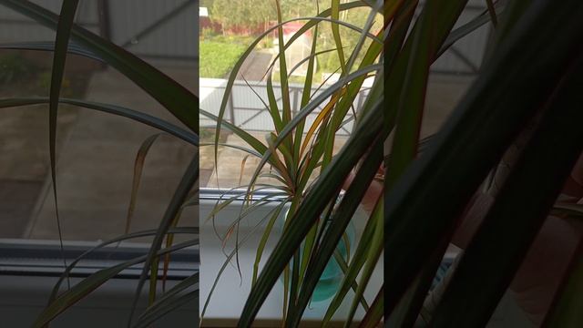 Размножение Драцены