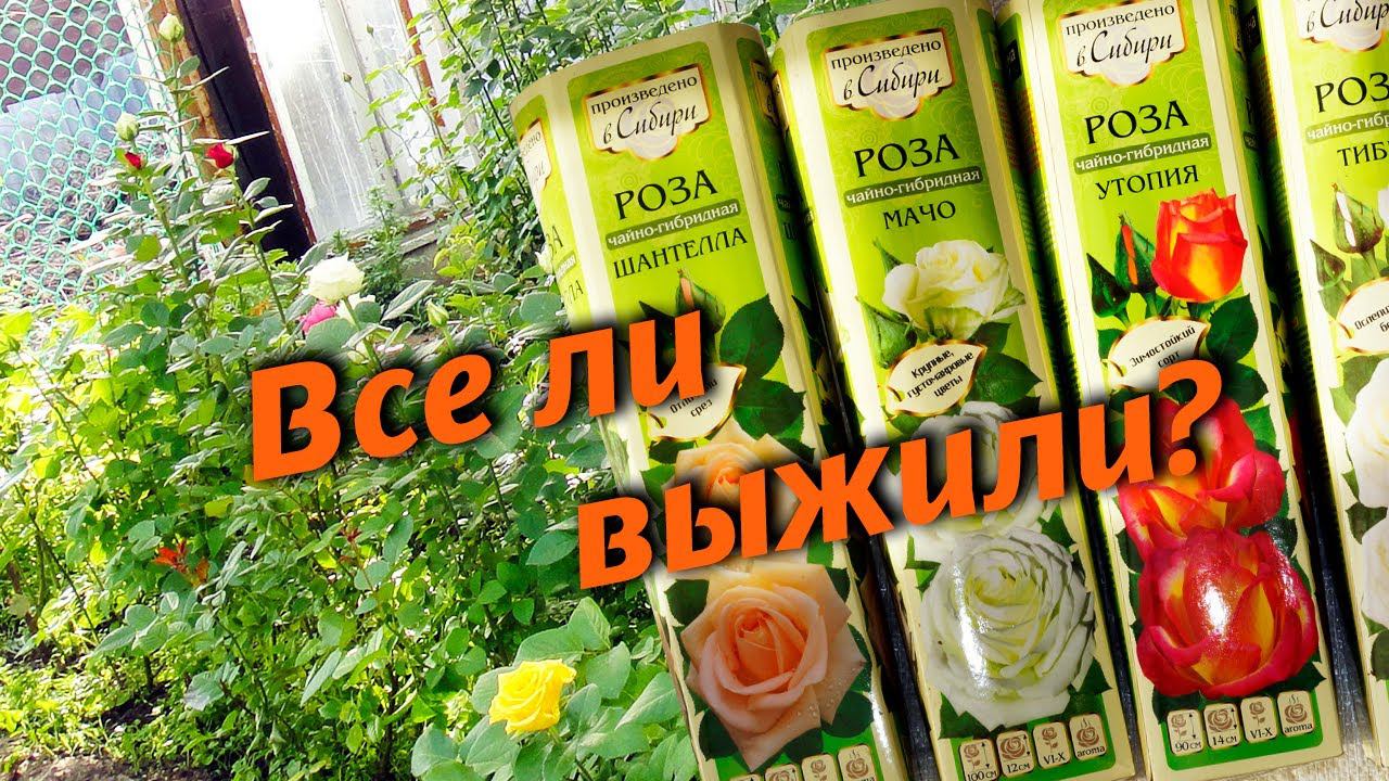 19 июня 2019 - Смотрим как прижились новые саженцы роз. Часть 1