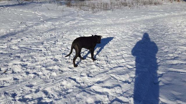 Про моего щенка Кане-Корсо! И что я ему даю от рахита.