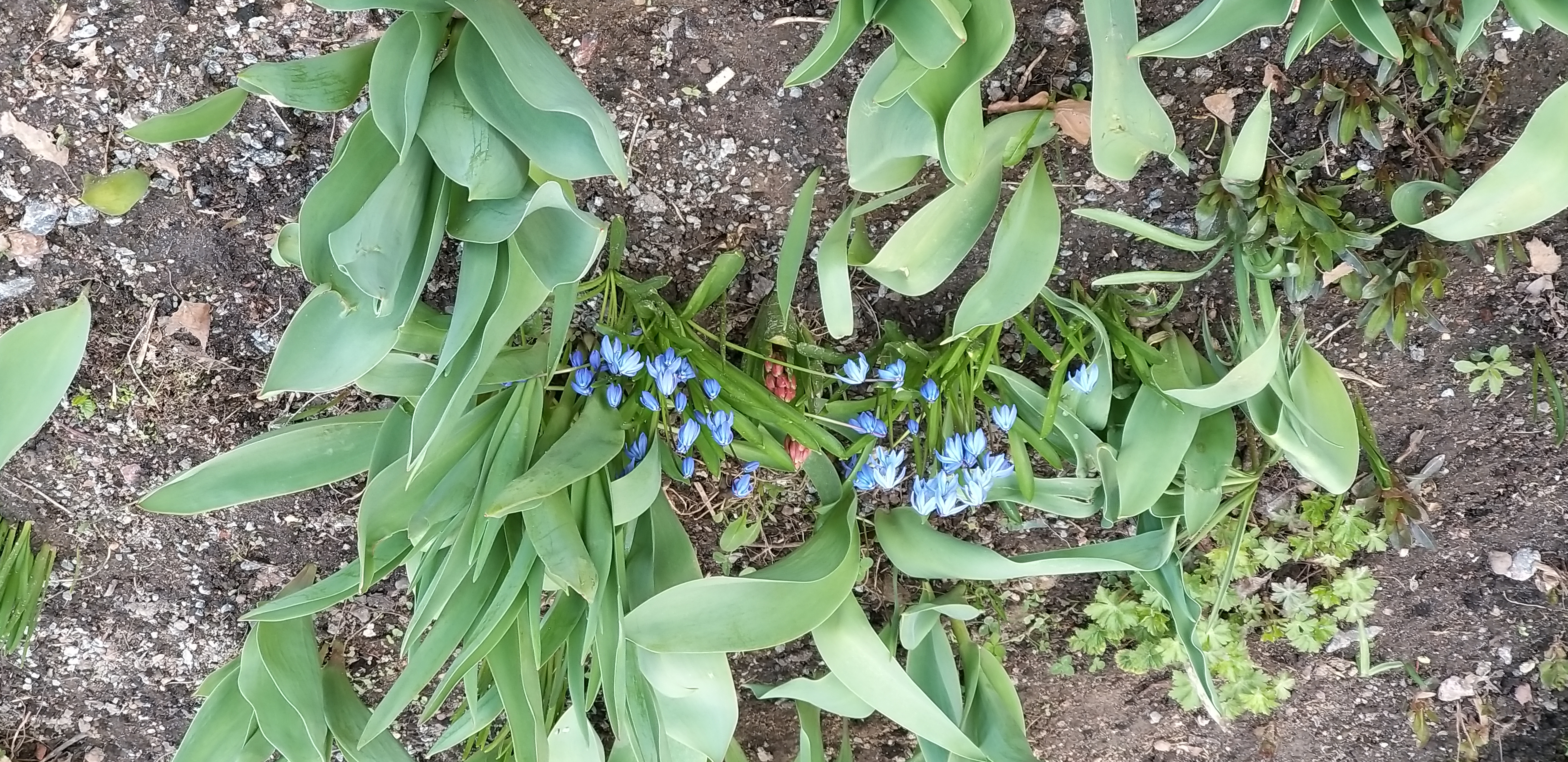 Весна 2024 Шуваловский пр.Осень 2023 Цветы